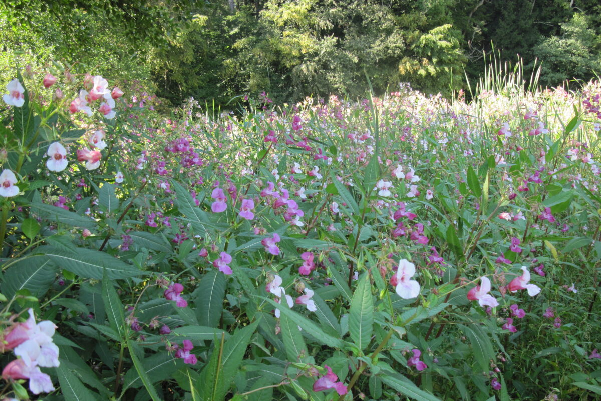 Zavod RS za varstvo narave