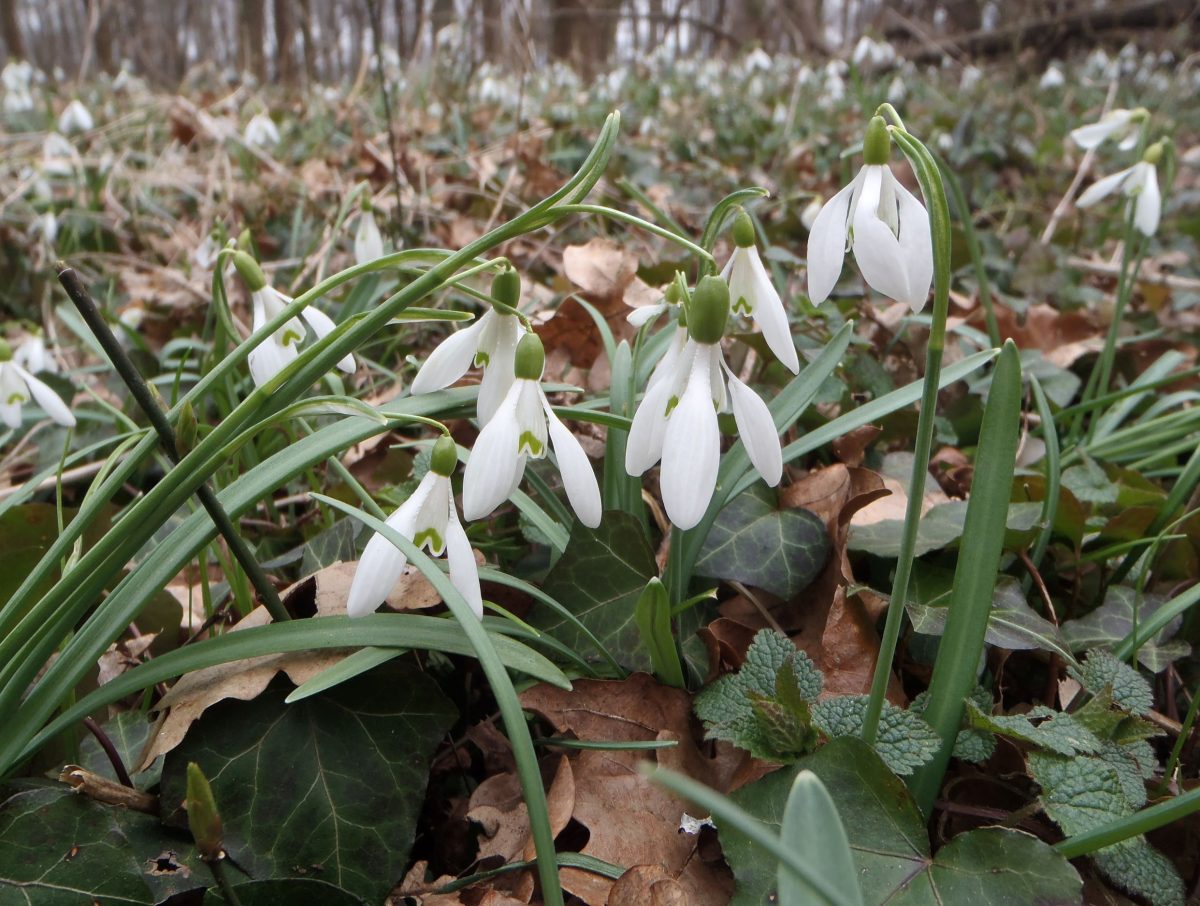 Med prvimi – navadni mali zvonček – Zavod RS za varstvo narave